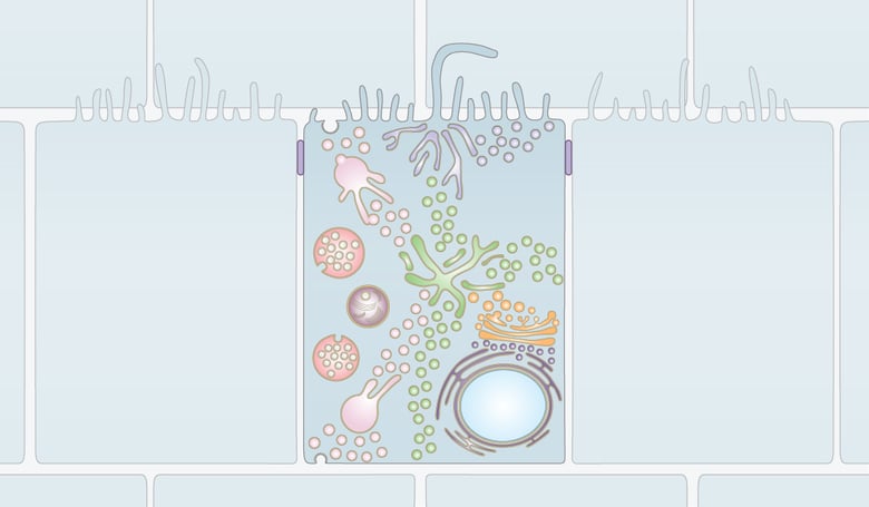 METEOR | Reduce transfer steps and improve sample yield with integrated cryo-CLEM